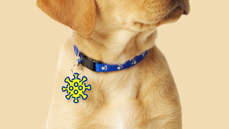 How to Get a Pandemic Puppy - The Atlantic