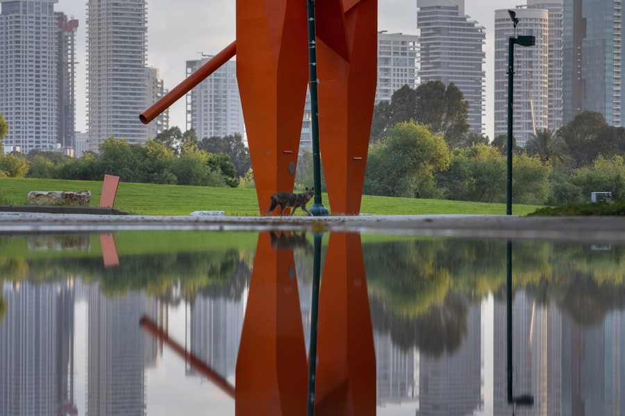 Photos: Jackals Roam Through a Quiet Tel Aviv Park - The Atlantic
