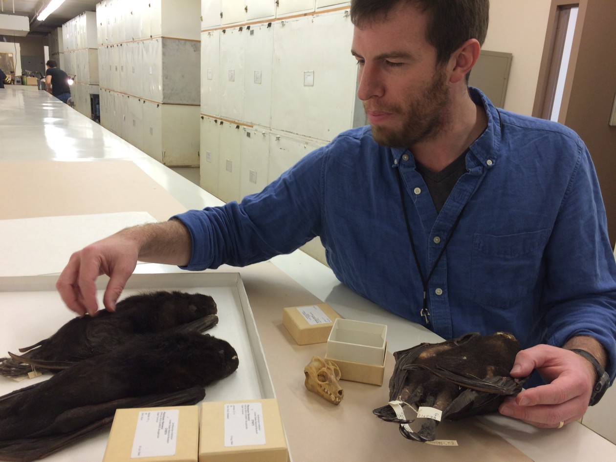 Natural-History Museums Are Teeming With Undiscovered Species - The ...