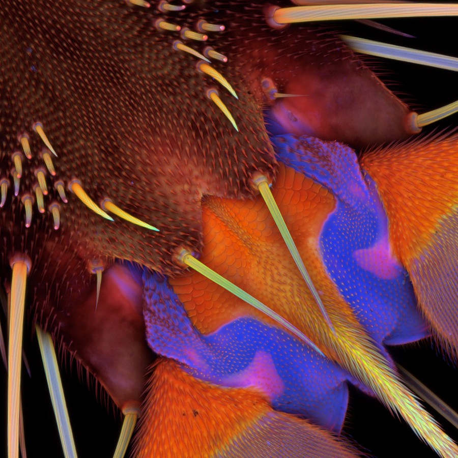 Life Under the Microscope - The Atlantic