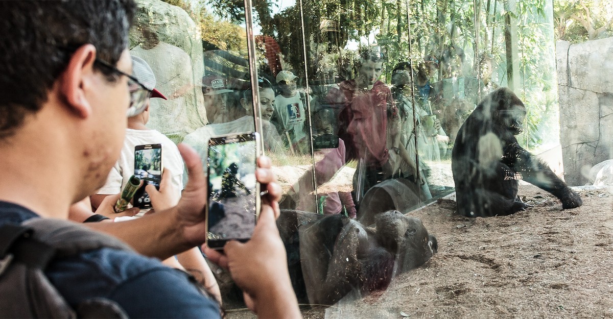 Is the Future of Zoos No Zoos at All? - The Atlantic