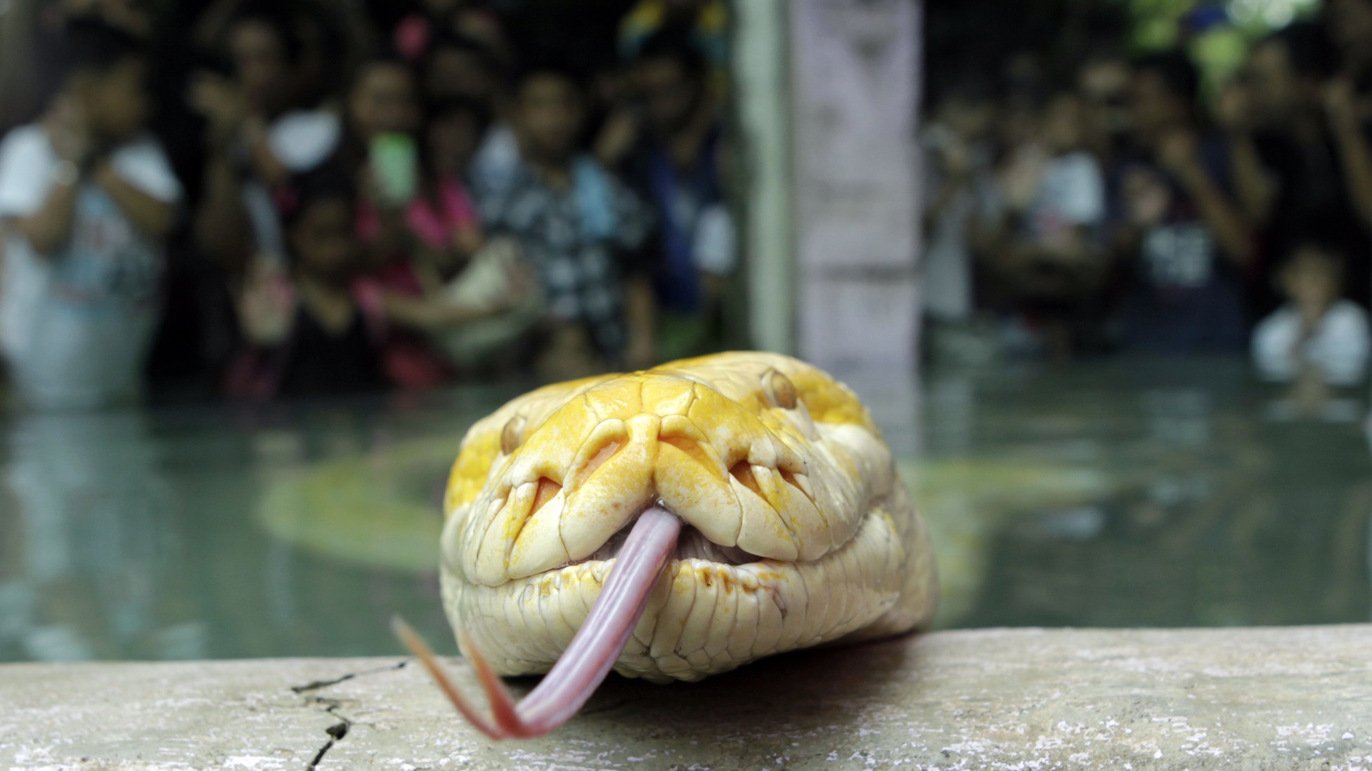 What a Legless Mouse Tells Us About Snake Evolution - The Atlantic