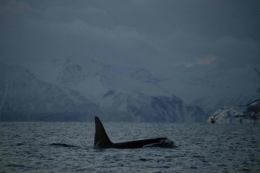 Swimming With Orcas During Polar Nights - The Atlantic