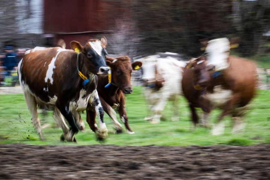 Photos of the Week: Night Kites, Happy Cows, Crying Sumo - The Atlantic
