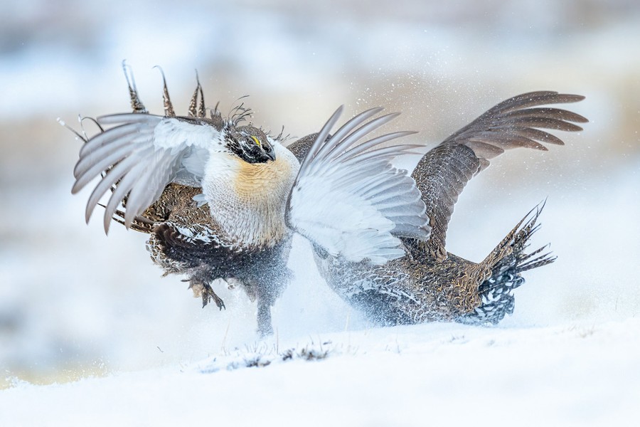Winners of the Bird Photographer of the Year 2022 - The Atlantic