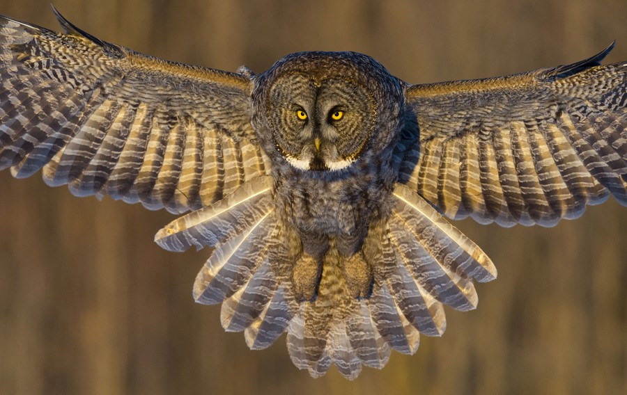 Photos: Superb Owl Sunday V - The Atlantic