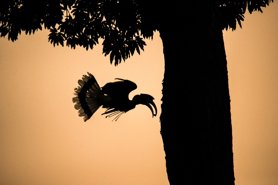 2016 Nat Geo Nature Photographer of the Year, Part II - The Atlantic