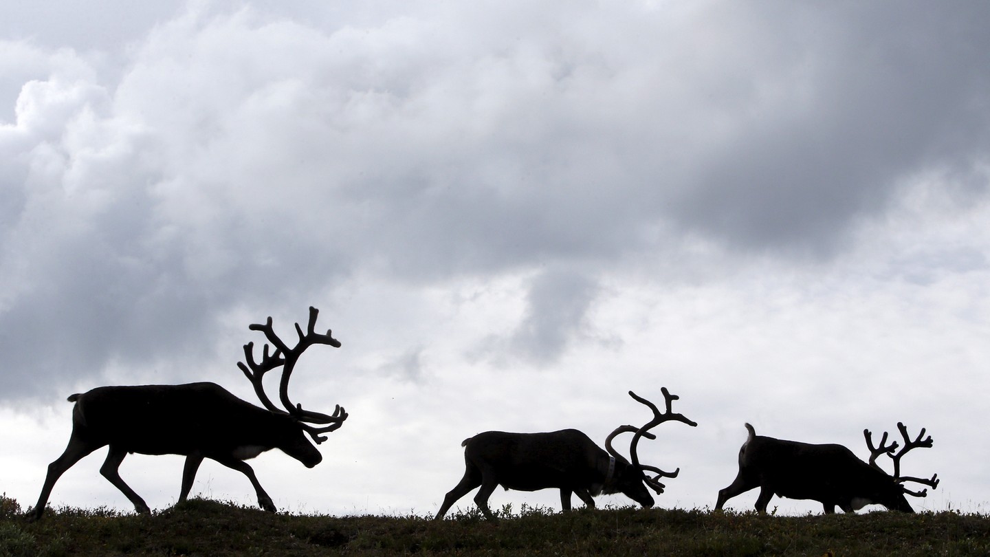 A Lightning Storm In Norway May Have Killed 323 Reindeer - The Atlantic