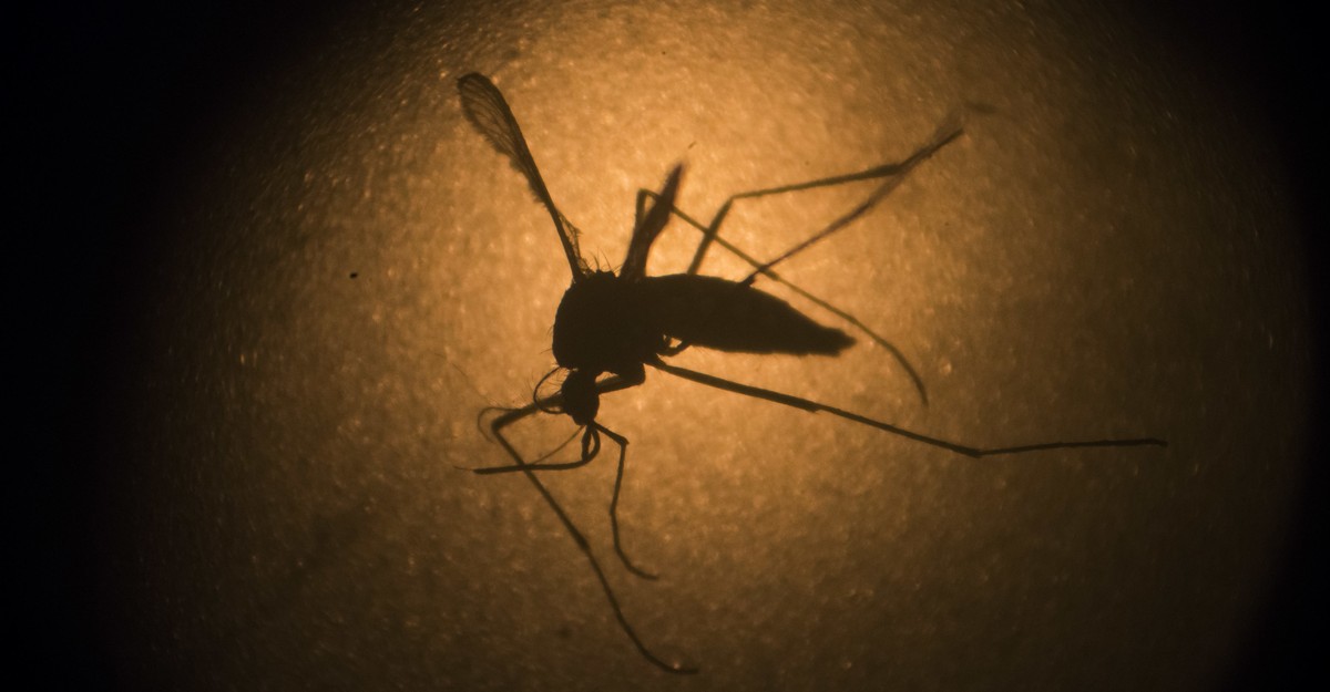 The U.S. Senate Passed Zika Funding - The Atlantic