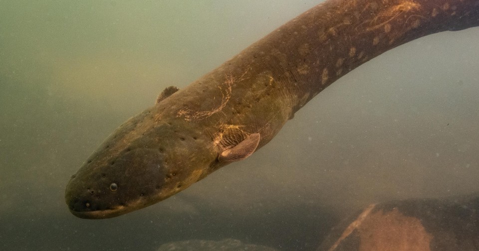 electric eel electricity range