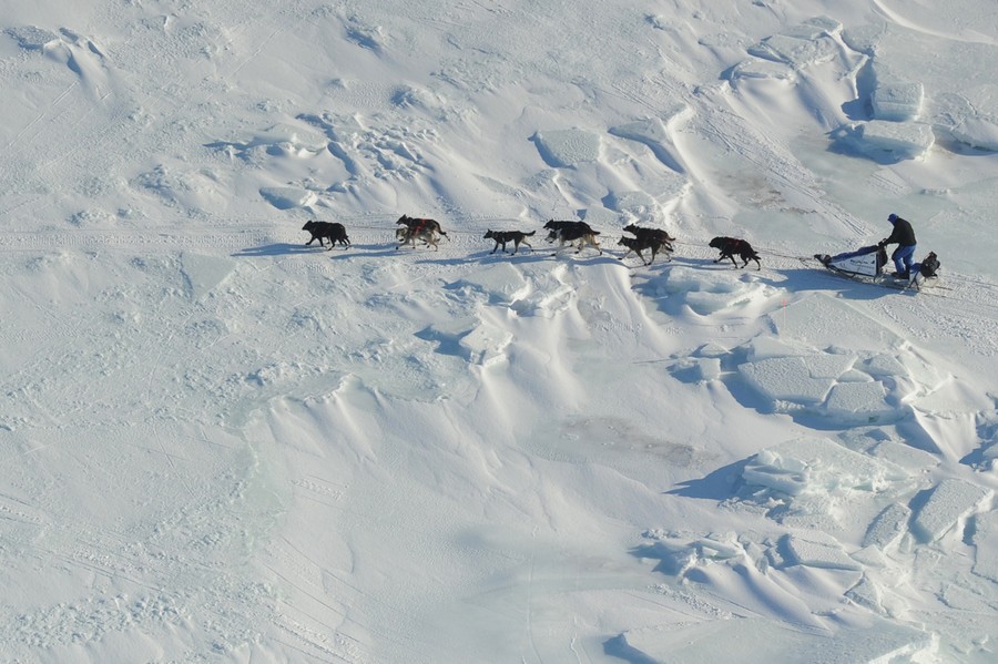The 2011 Iditarod Sled Dog Race - The Atlantic