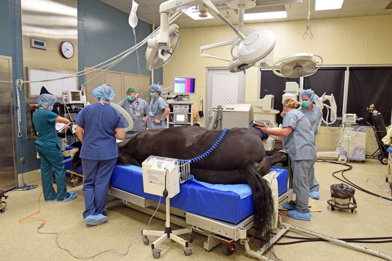 What It's Like to Be a Doctor for Sport Horses - The Atlantic