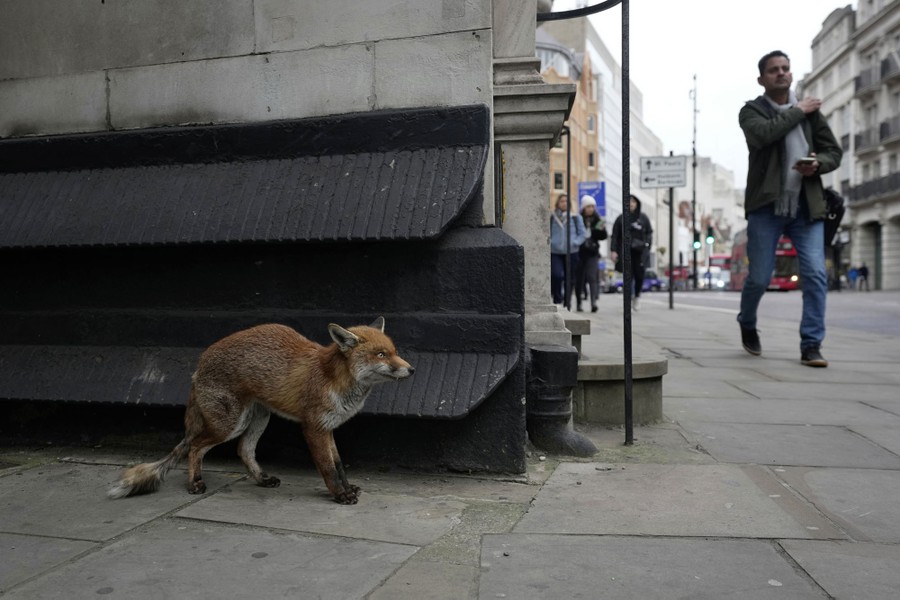 Photos of the Week: Lava Field, London Fox, Leatherback Turtle - The ...