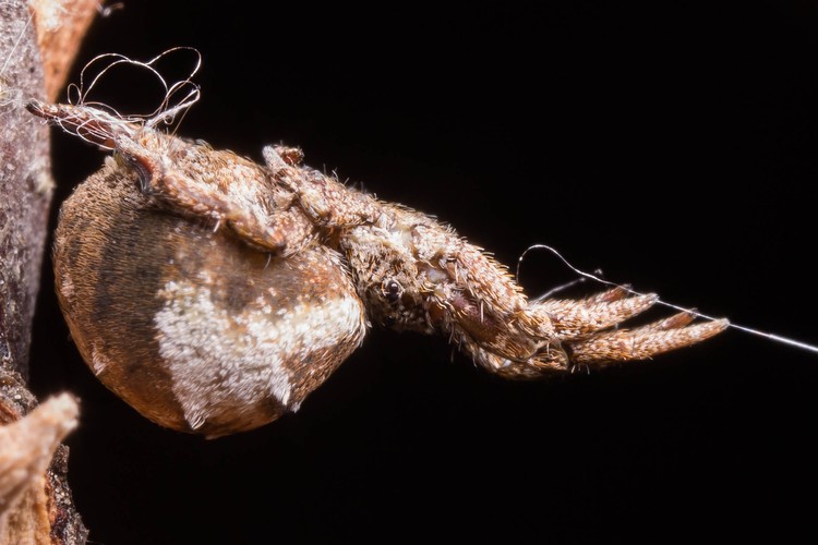 Hyptiotes, a Spider That Makes a Spring-Loaded Web - The Atlantic