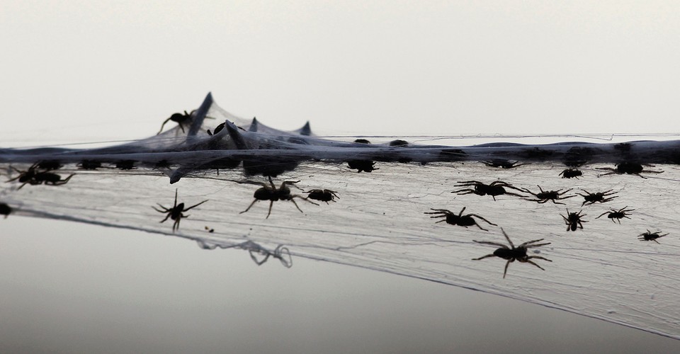 Spiders Flee Australian Flood - The Atlantic