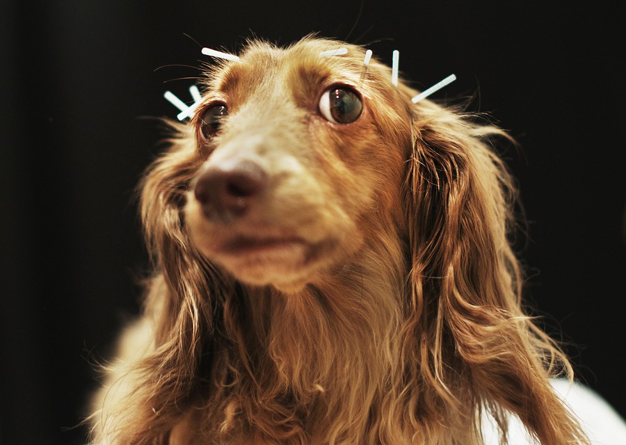 Animals in the News - The Atlantic