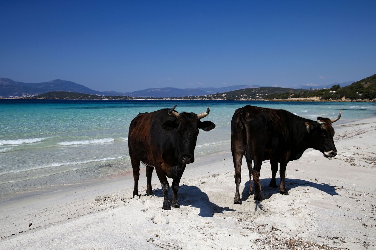 FARK.com: (10775438) Caption these beach-going cows