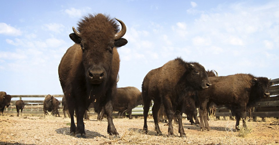 Bald Eagle, Meet the American Bison - The Atlantic