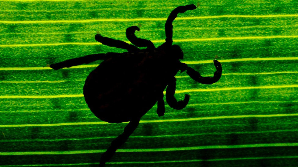 The Ticks Are Winning - The Atlantic