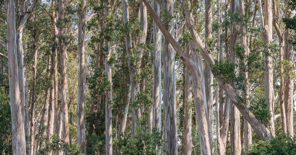 eucalyptus tree position