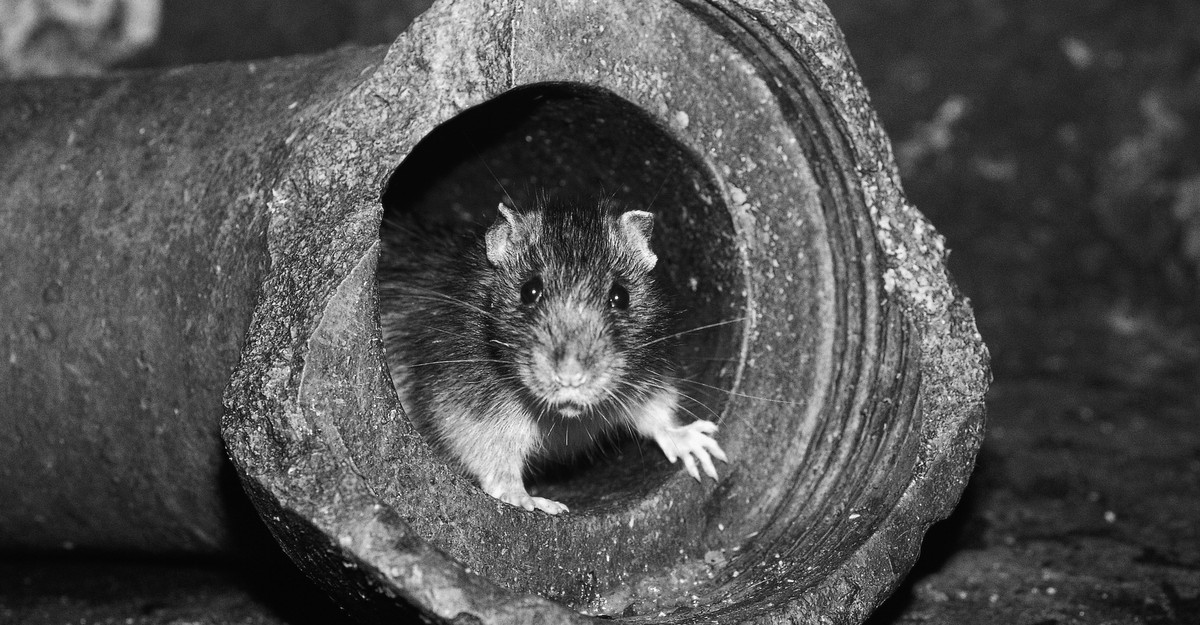 Rats Learned to Hide and Seek. Scientists Learned Way More. - The Atlantic