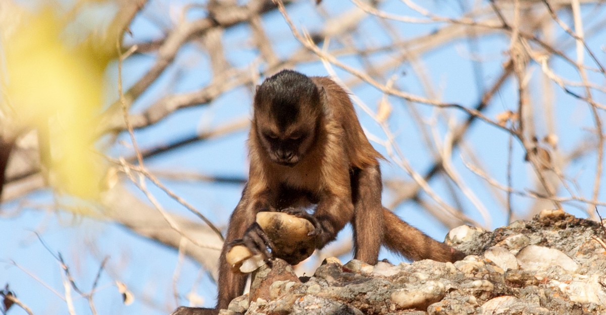 Do Monkeys Make Stone Tools? - The Atlantic