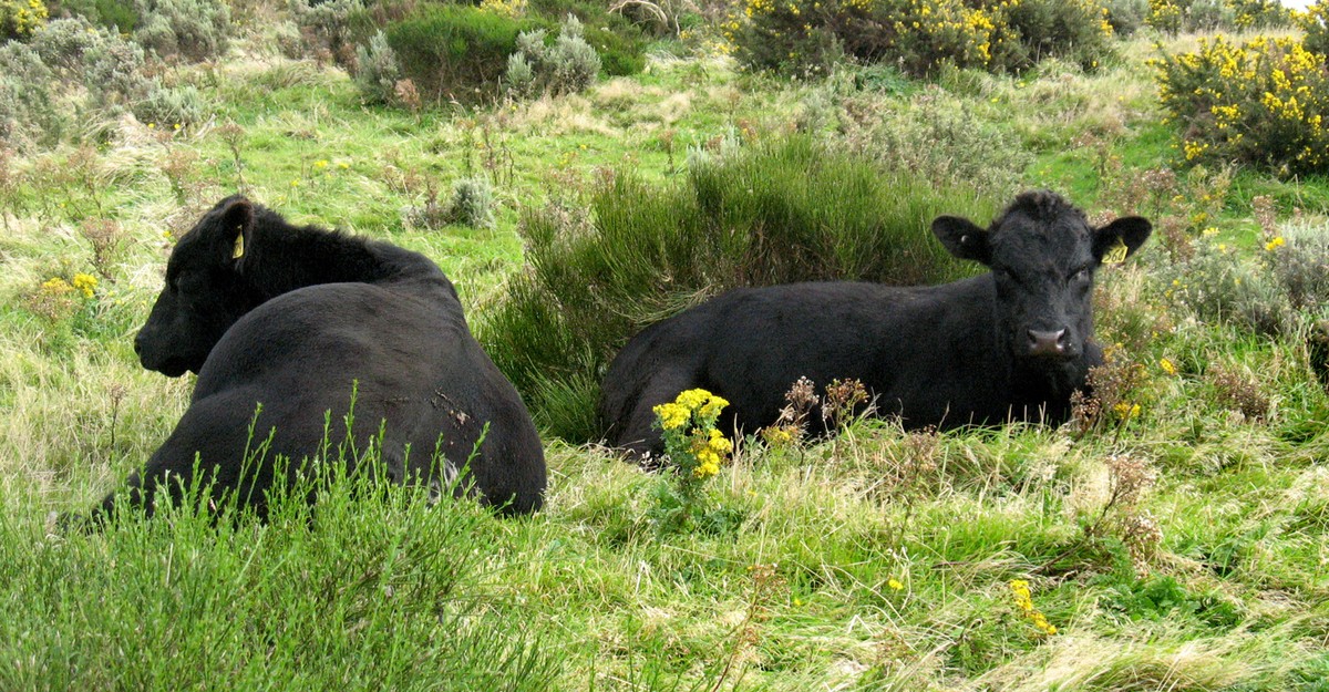 Dietary Panel: Eating Less Meat is Better for the Environment - The ...