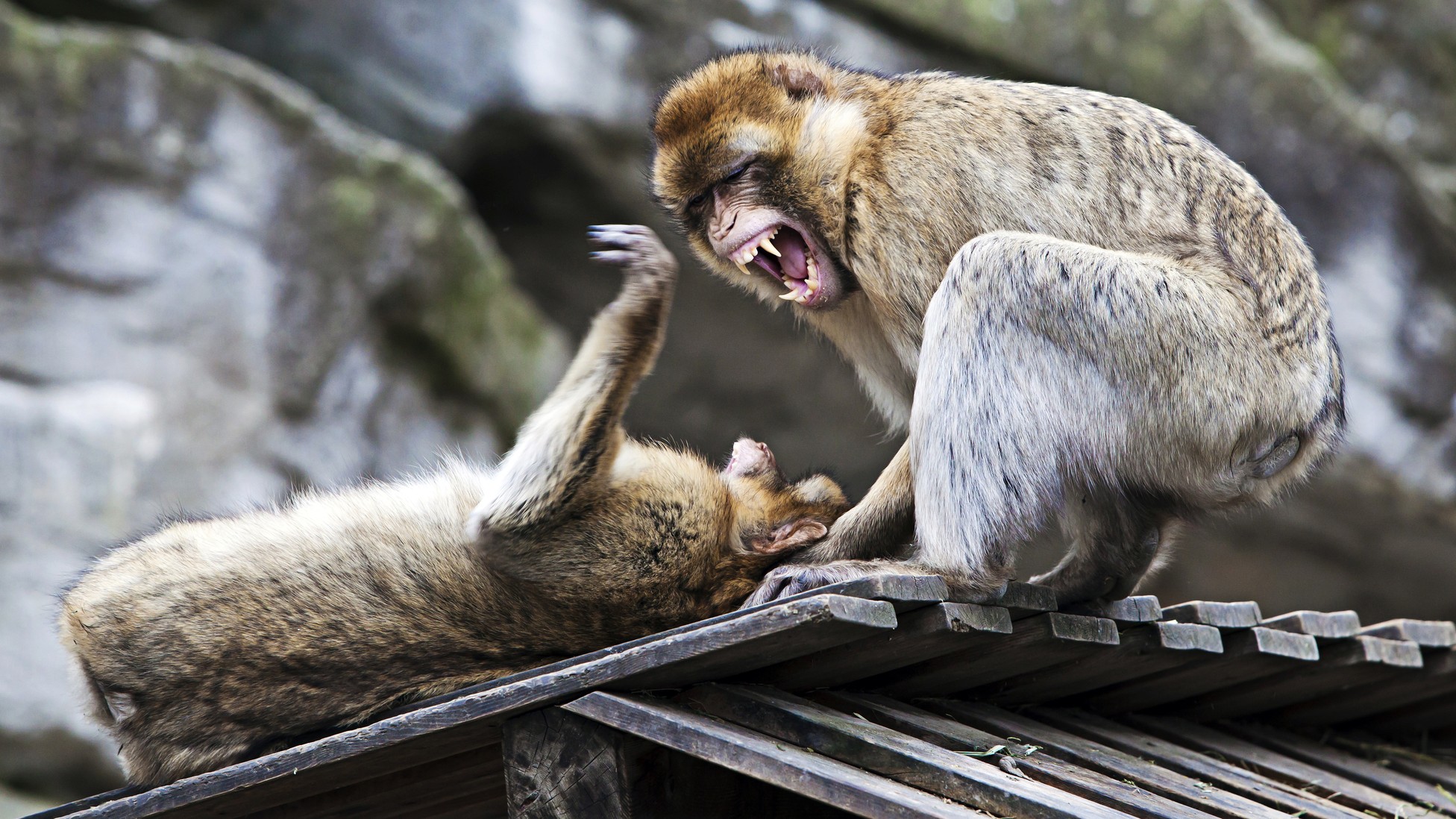 How Murderous Are Humans? - The Atlantic