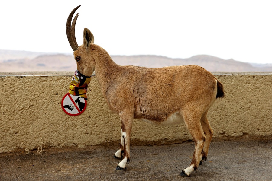 Photos of the Week: Regimental Goat, Reindeer Run, Orange Battle - The ...