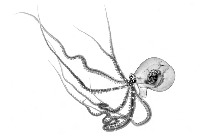 Winners of the 2021 Close-up Photographer of the Year - The Atlantic