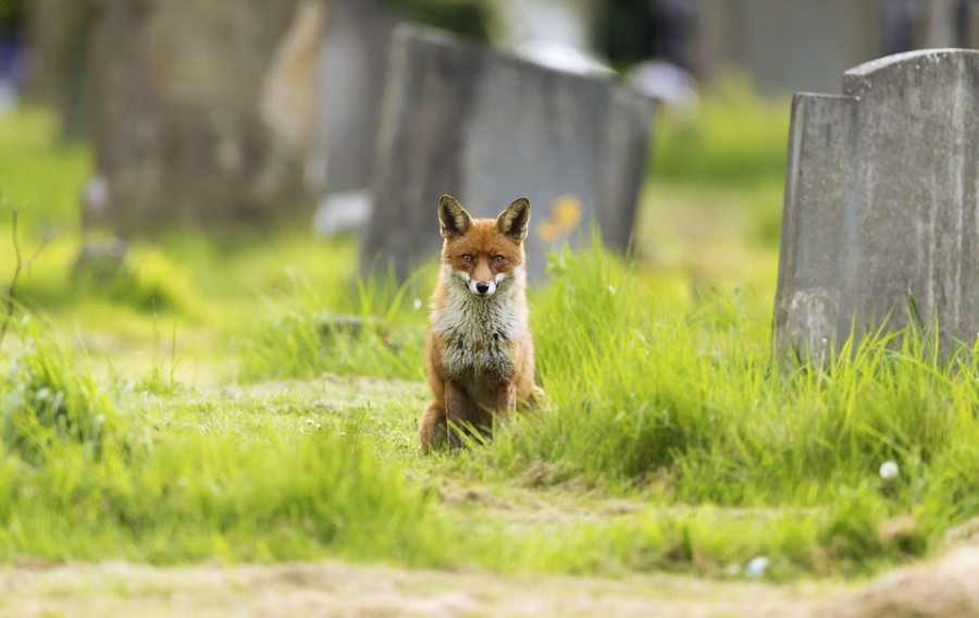 Photos: London’s Urban Foxes - The Atlantic