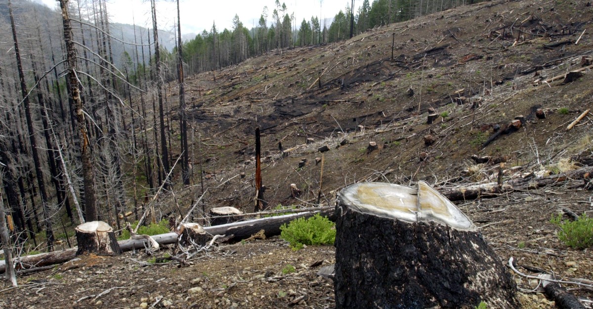 Salvage Logging: Does Saving Scorched Trees Hurt the Environment? - The ...