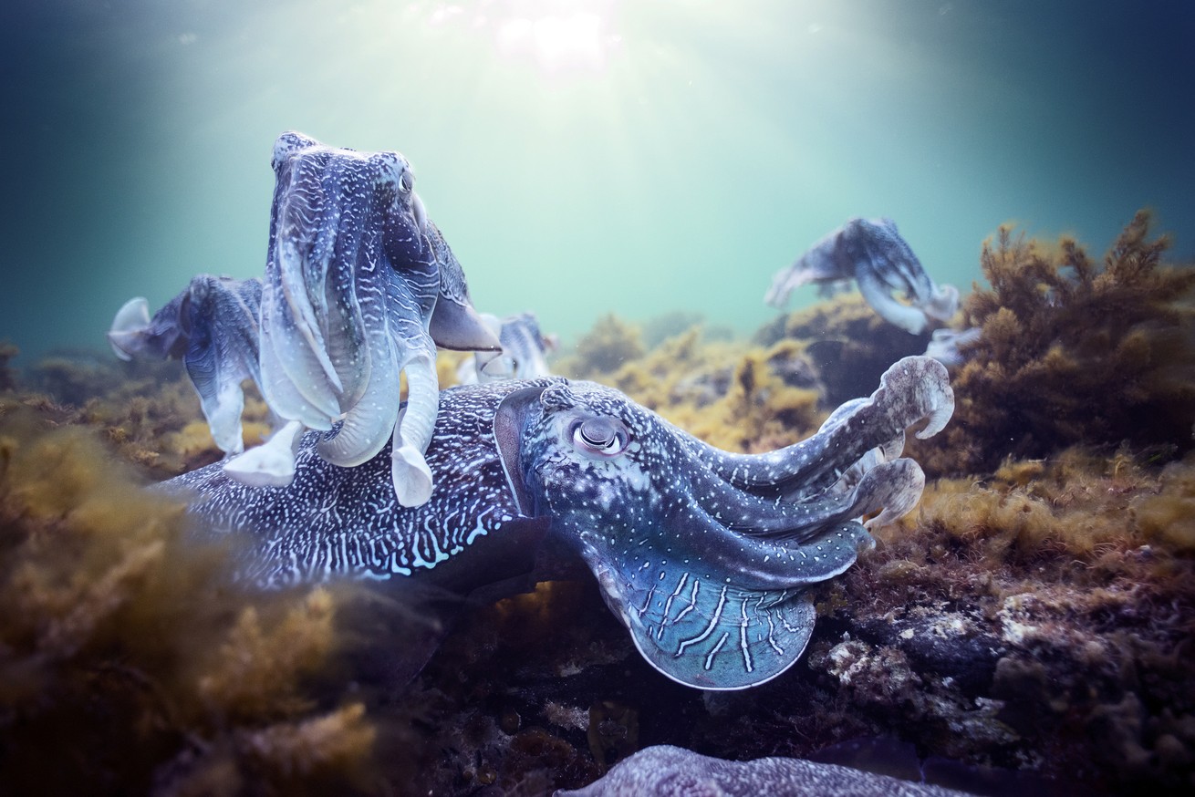 'Blue Planet II' Is the Greatest Nature Series Of All Time - The Atlantic