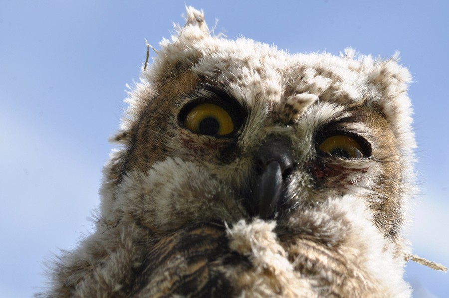 Superb Owl Sunday II - The Atlantic