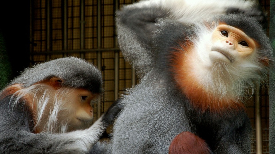 Captivity Makes Monkey Microbiomes More Human-Like - The Atlantic