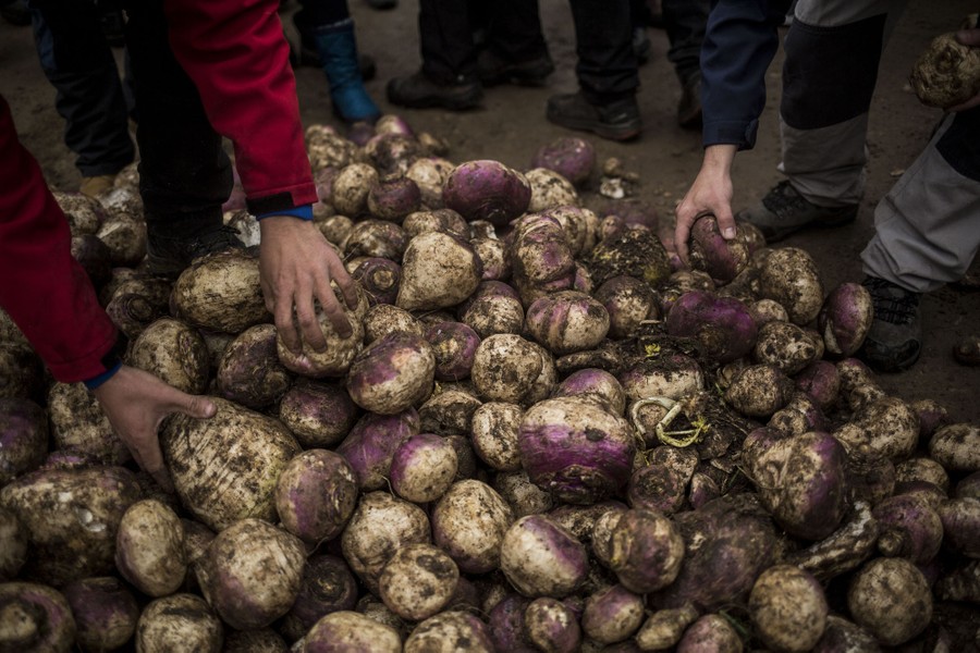 Photos: Hurling Turnips at the Jarramplas - The Atlantic
