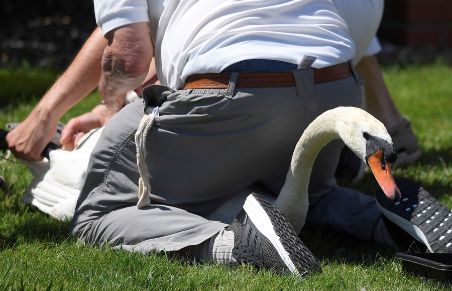 Swan Upping on the River Thames - The Atlantic
