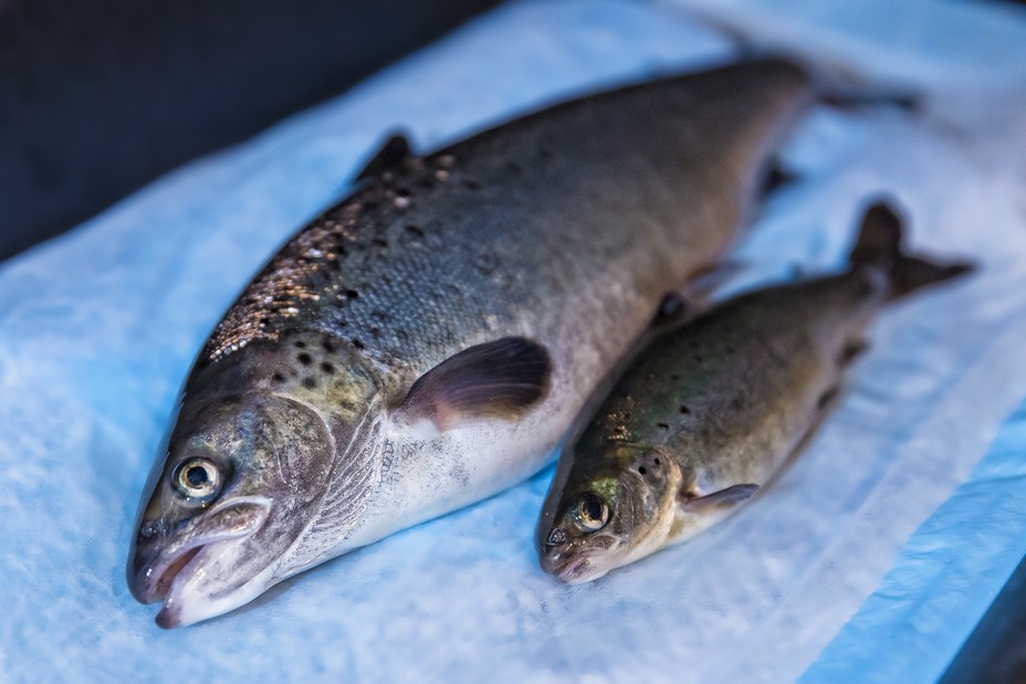 Aquabounty's Genetically Engineered Salmon Has an Uncertain Future ...