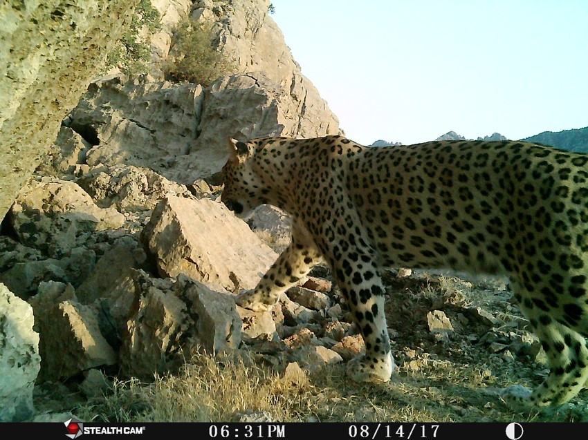 Tracking Persian Leopards in Iraq's Kurdish Mountains - The Atlantic