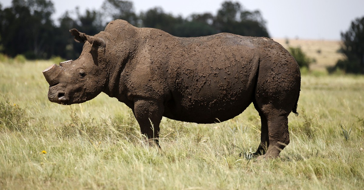 How a Corpse-Loving Fly Could Help Catch Rhino Poachers - The Atlantic