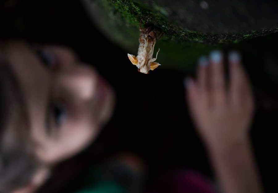 Photos: Cicada Summer Is Here - The Atlantic