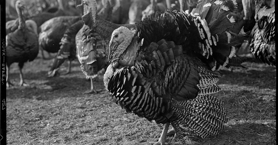 The Supersized American Turkey - The Atlantic