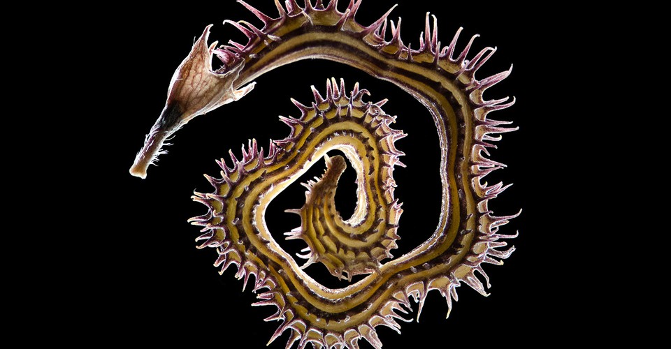 Life Under the Microscope - The Atlantic