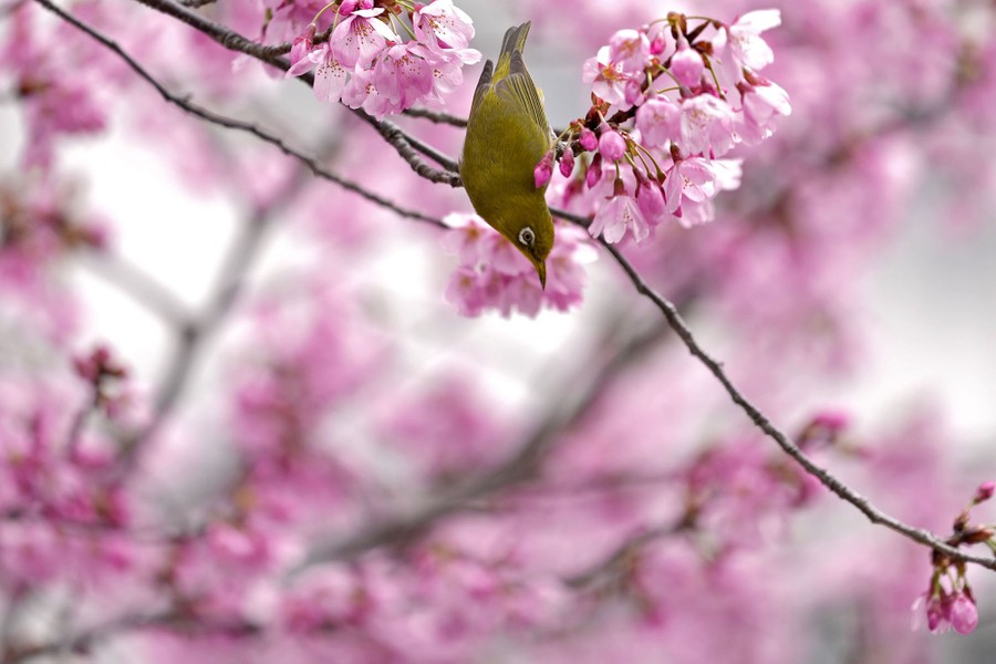 Photos: Among the Cherry Blossoms - The Atlantic