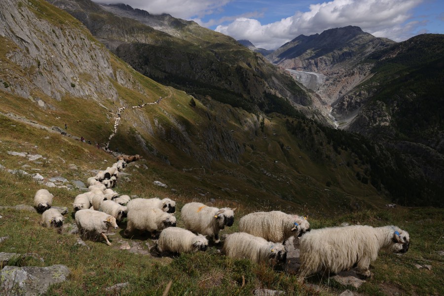 Photos: A Traditional Swiss Sheep Drive in a Changing World - The Atlantic