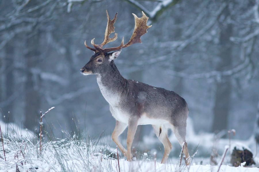 Deep Freeze Spreads Across Europe - The Atlantic