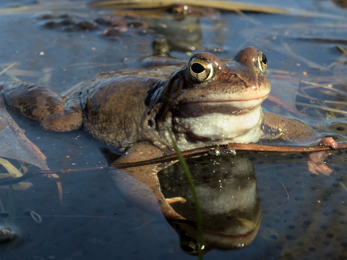 When Frogs Play Dead: Nature’s Ingenious Survival Tactic – New and Tips