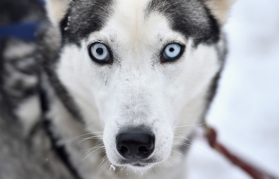 The Huskies of Aviemore - The Atlantic