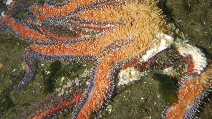 A Starfish-Killing Disease Is Remaking the Oceans - The Atlantic