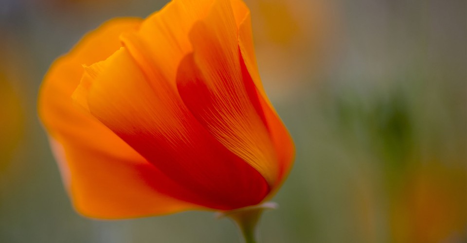 Signs of Spring - The Atlantic